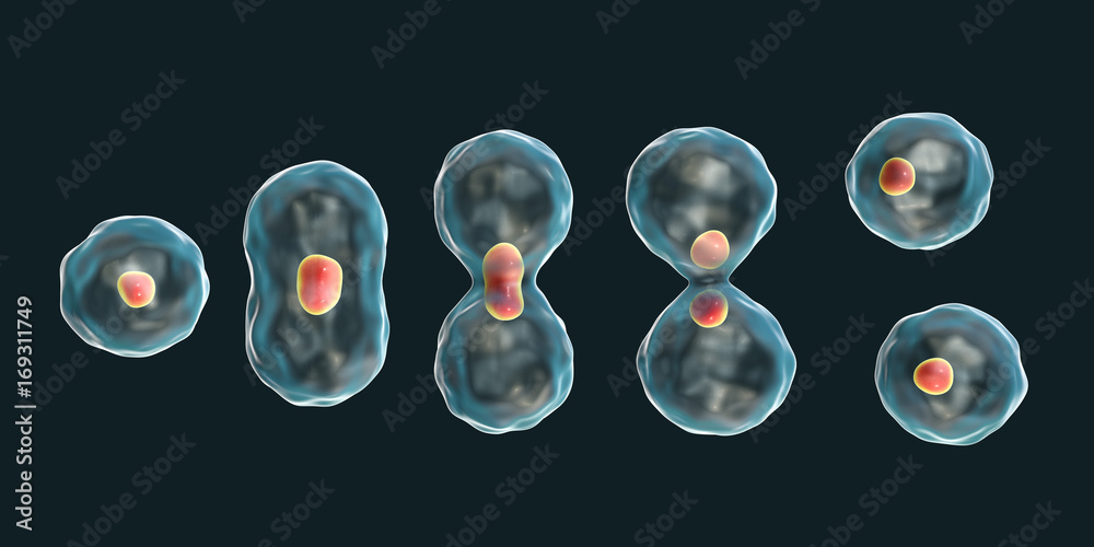 Division of a cell, mitosis concept, 3D illustration Stock Illustration ...