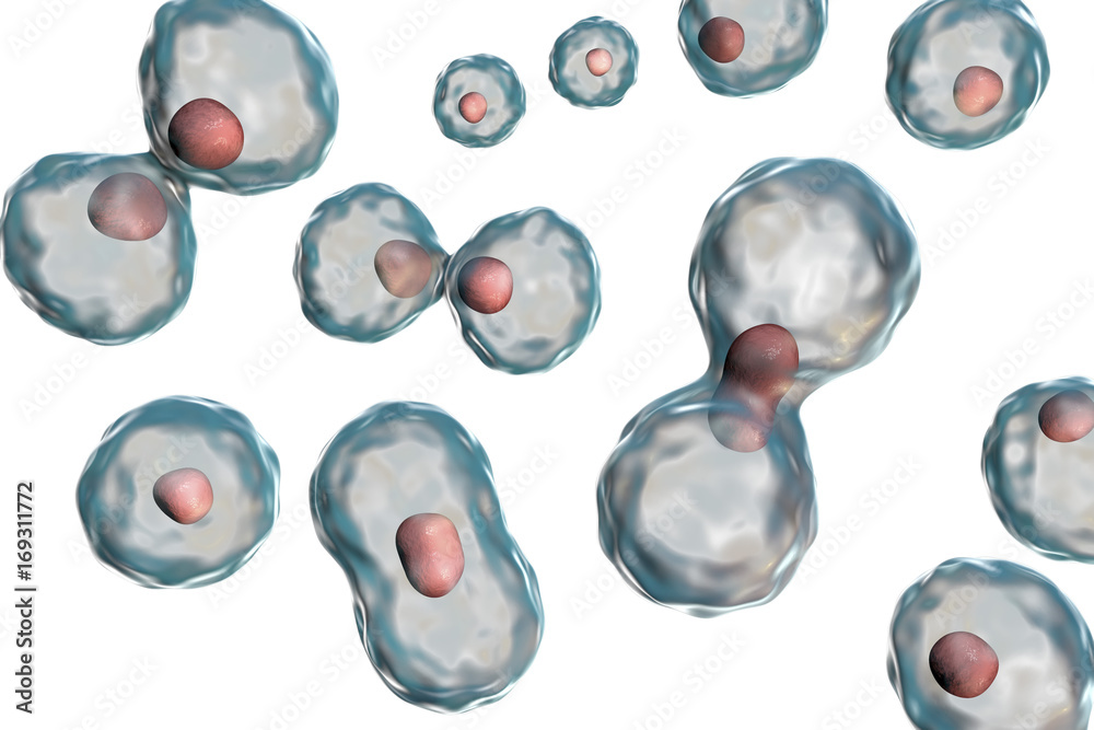 Dividing cells isolated on white background, 3D illustration Stock ...