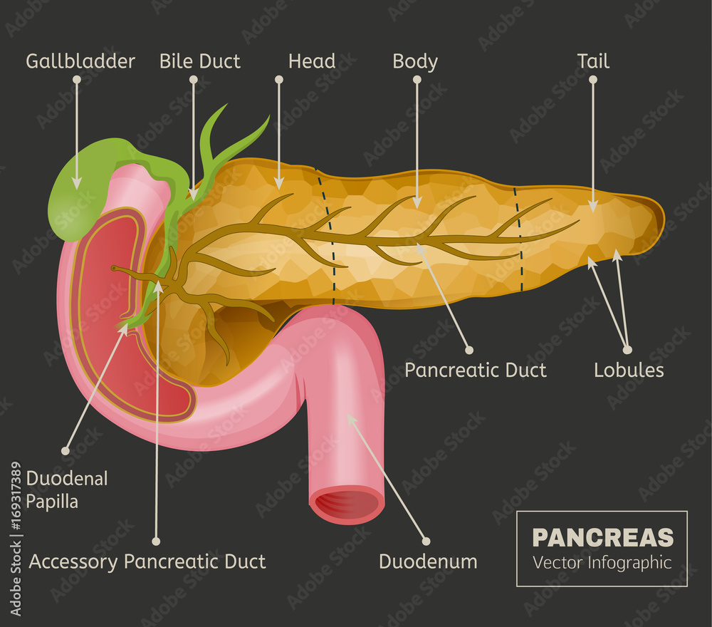 Pancreas Vector Image Stock Vector | Adobe Stock