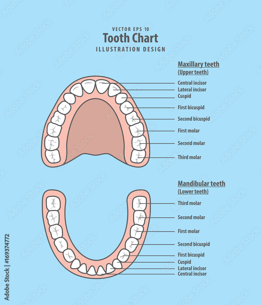 Tooth chart infographic illustration vector on blue background. Dental ...