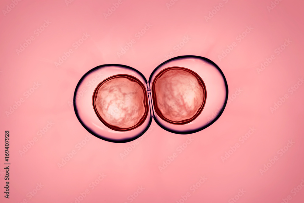 Cells division process, Cell divides into two cells foto de Stock ...