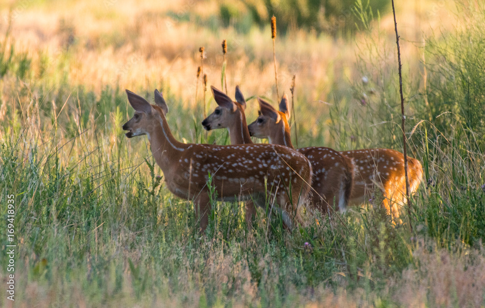 White-tailed Deer Fawn Triplets foto de Stock | Adobe Stock