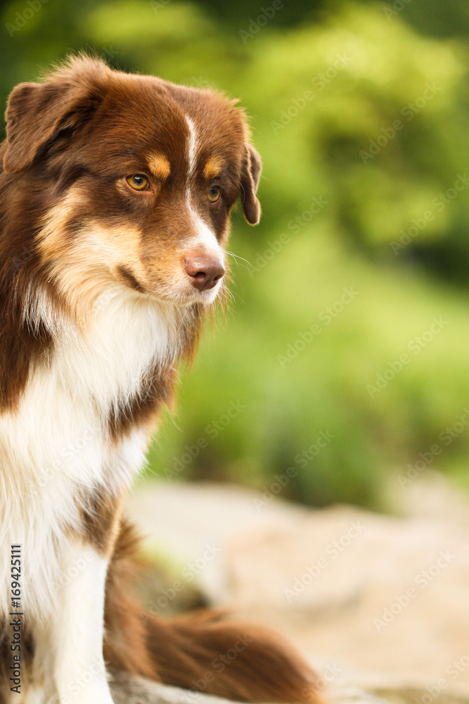 Australian Shepherd red tri wall mural wallpaper | Muraledesign.com