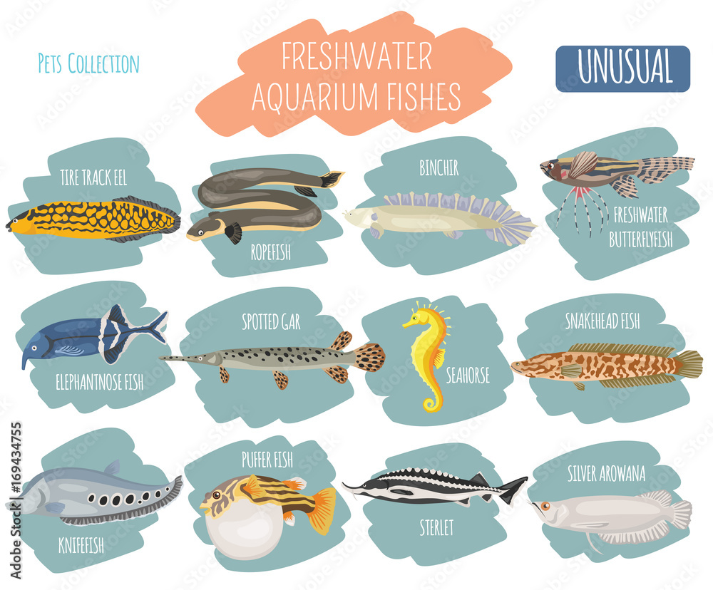 Unusual freshwater aquarium fish breeds icon set flat style isolated on ...