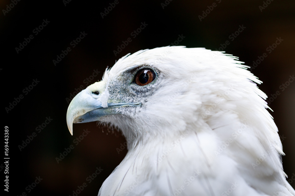 Bald eagle face Stock Photo | Adobe Stock