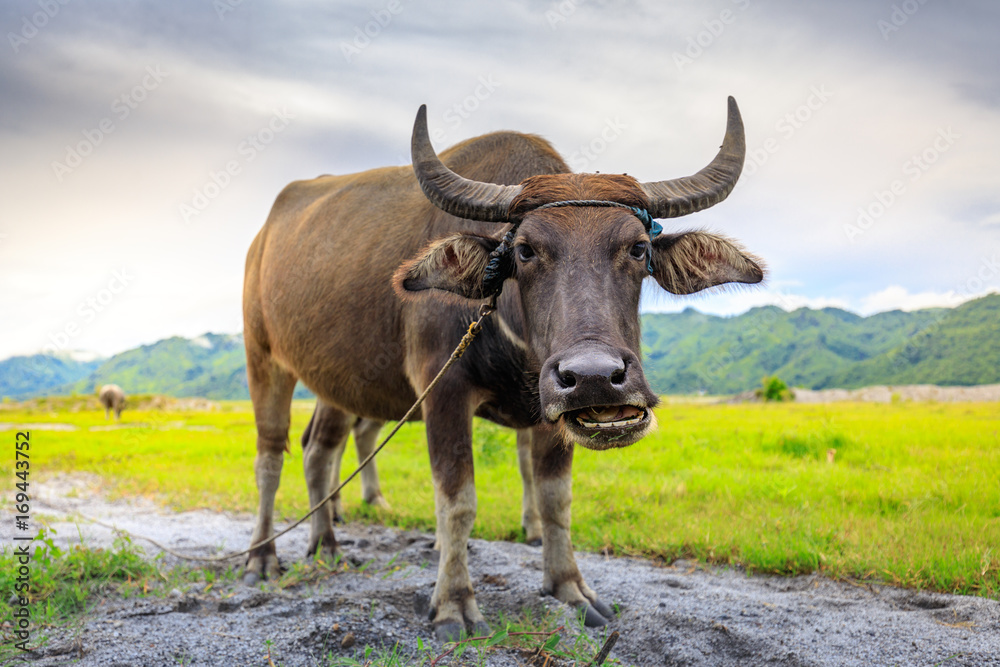 Carabao Or Water Buffalo Stock Photo Adobe Stock