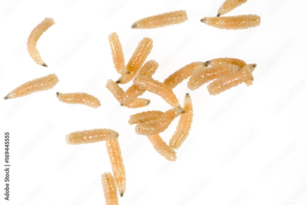 Fliegenmaden als Makroaufnahme foto de Stock | Adobe Stock