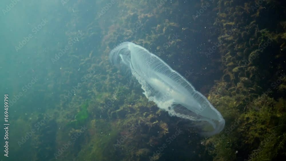 A jellyfish floating in the water column. Aurelia aurita (also called ...