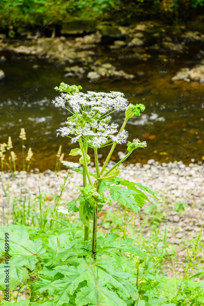 Giant Hogweed, an invasive species which causes dangerous burns ...