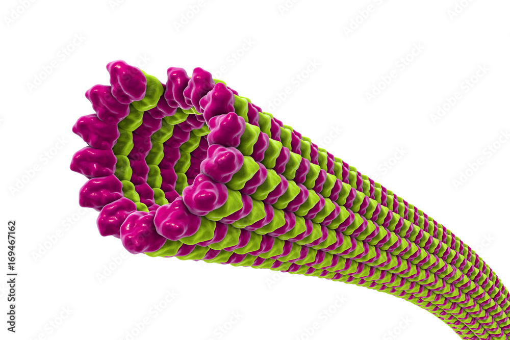 Microtubule isolated on white background, 3D illustration. A polymer ...