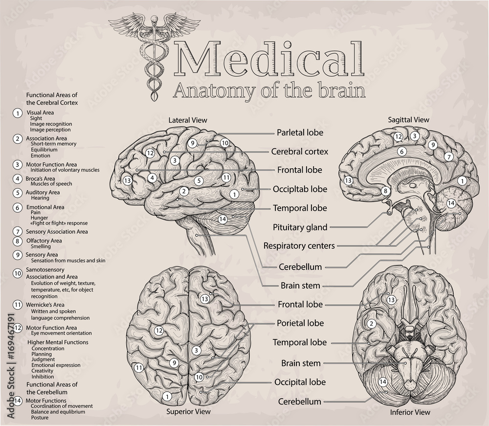 Medical anatomy of human Brain. Medicine, Vector illustration poster ...