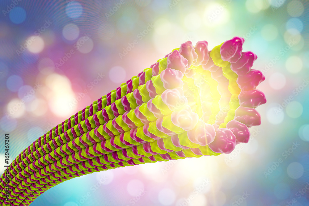 Microtubule, 3D illustration. A polymer composed of a protein tubulin ...