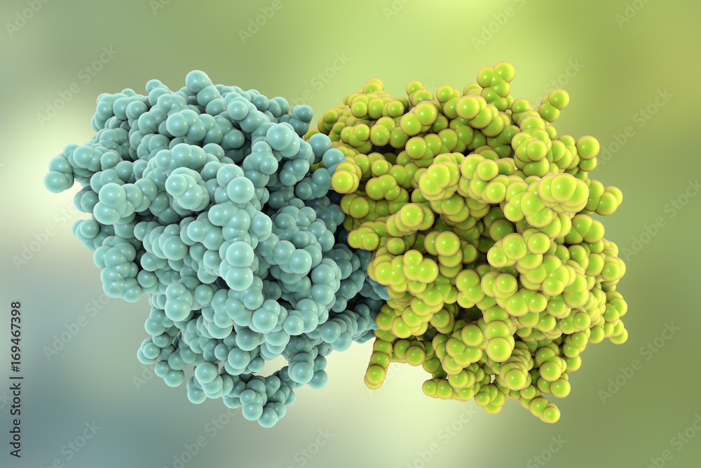 Tubulin, 3D illustration. Polymers of alpha- and beta-tubulin form ...