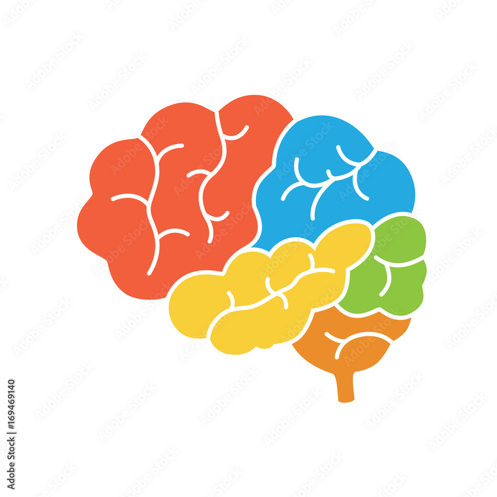 A diagram of the human brain side view, anatomy. Vector illustration in ...