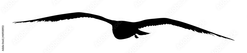 Seagull fly vector silhouette isolated on white background, wings ...