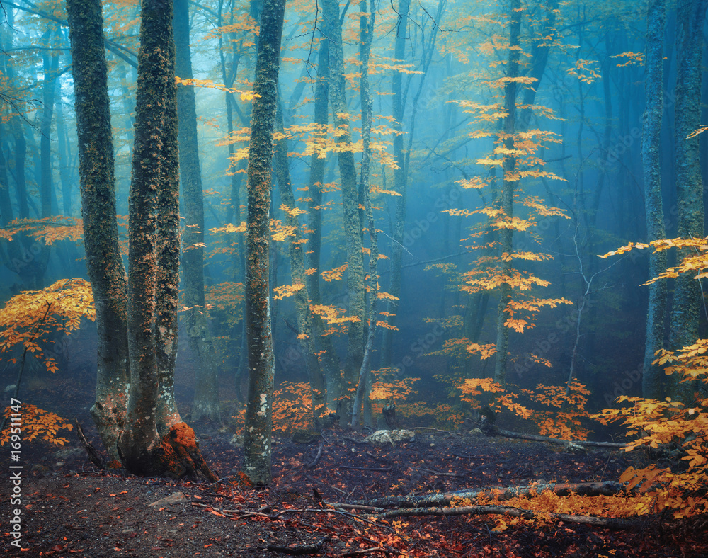 Magical autumn forest in blue fog. Colorful landscape with beautiful ...
