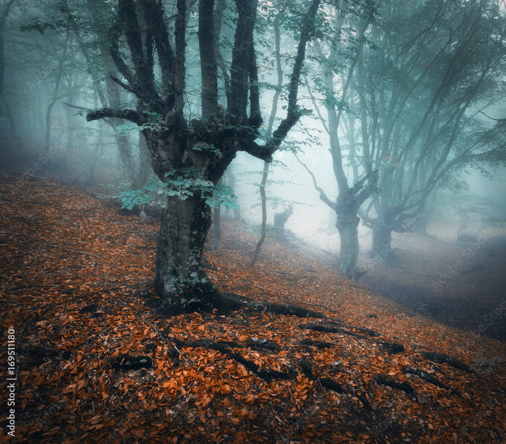 Dark Autumn Forest