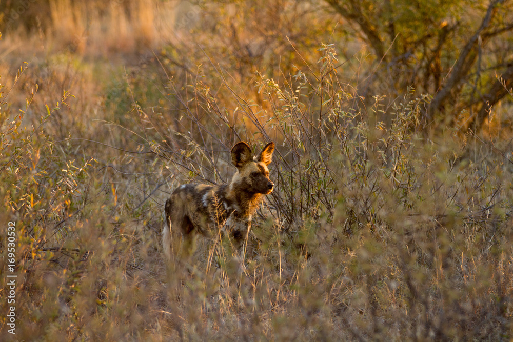 Wild dog aka cape hunting dog aka african painted dog Stock Photo ...