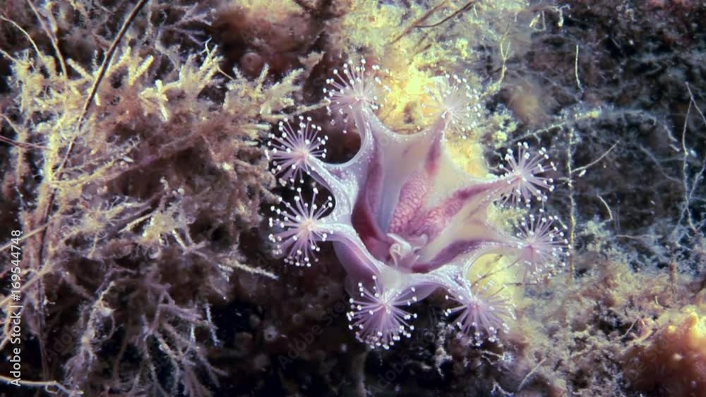 Lucernaria quadricornis underwater in White Sea. Unique dramaturgy pic ...