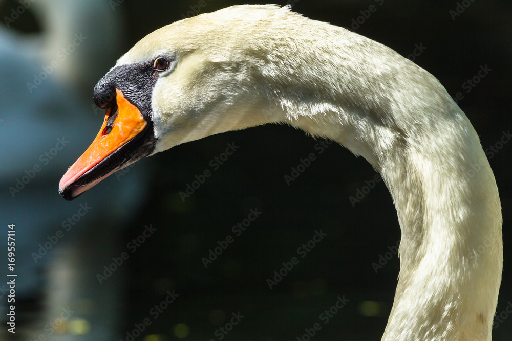 Bird Mute Swan Head Portrait Stock Photo | Adobe Stock