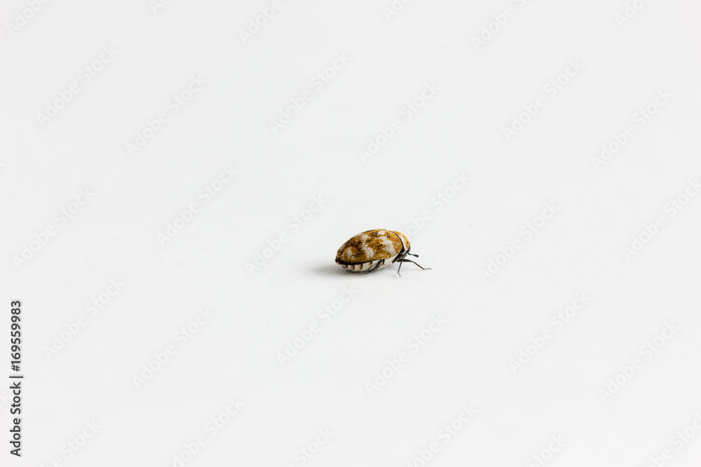 dermistid beetle (Trogoderma angustum) walking alone on white ...