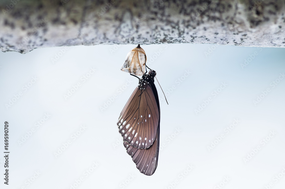 Butterfly change Chrysalis Stock Photo | Adobe Stock