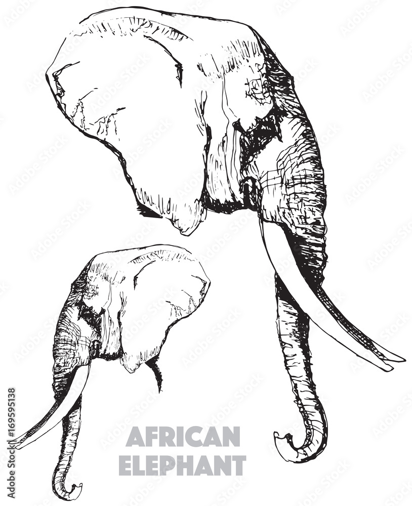 Pen And Ink Elephant