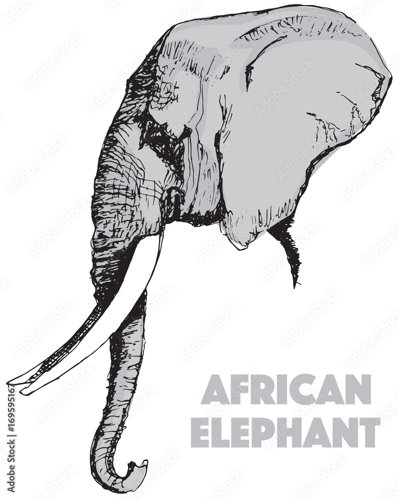 Pen And Ink Elephant