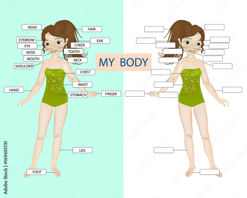 My Body. Educational infographic for kids showing parts of body. Stock ...