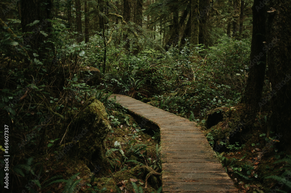 Rainforest trail hiking in Pacific Rim National Park in Tofino, British ...