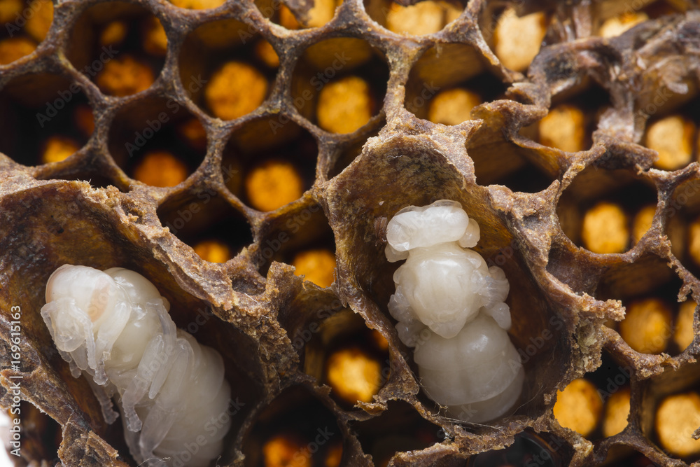 swarm queen cells, emergency queen cells, artificial queen cells with ...