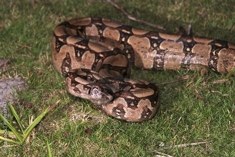 Jibóia-constritora (Boa constrictor) | Boa constrictor fotografado em ...