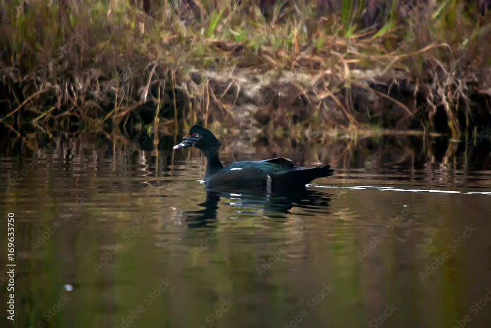 Pato-do-mato (Cairina moschata) | Muscovy Duck fotografado em Guarapari ...