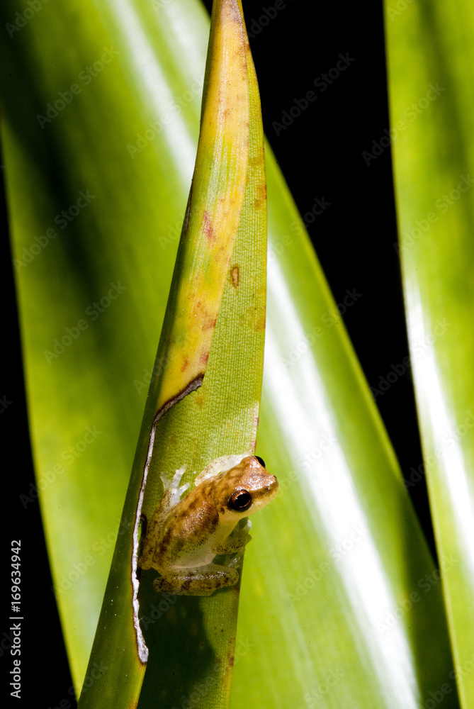 Perereca Dendropsophus (Dendropsophus) | Frog Dendropsophus fotografado ...
