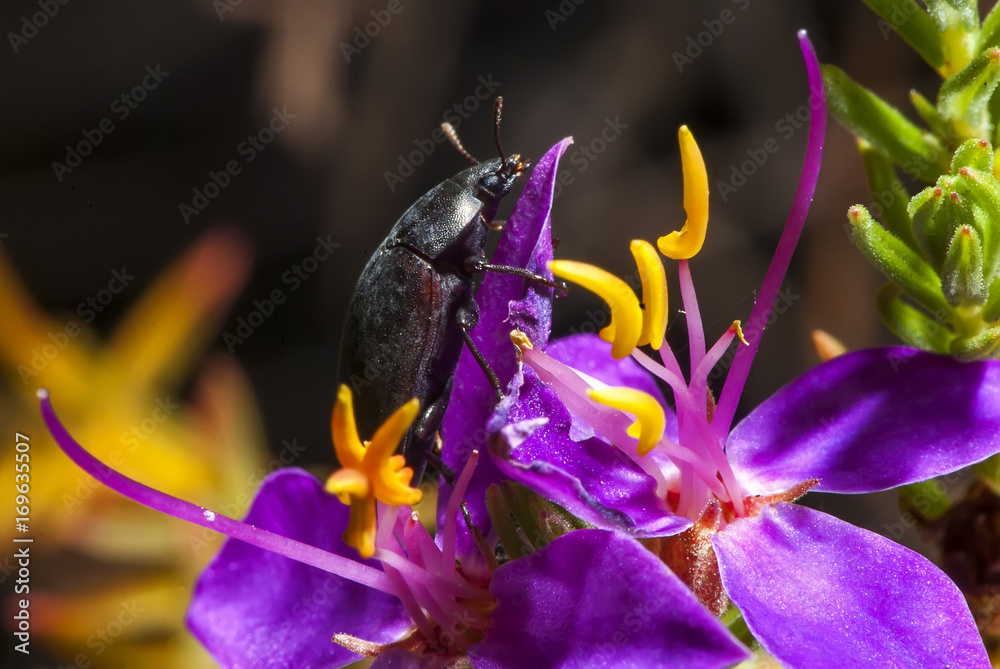 Besouro (Coleoptera) | Beetle fotografado em Guarapari, Espírito Santo ...