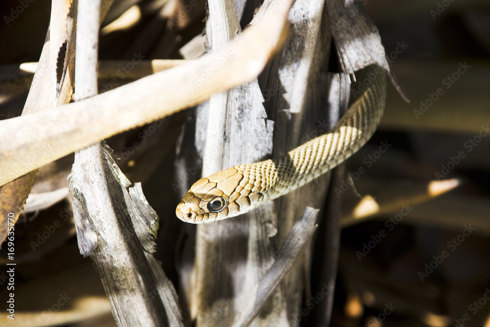 Cobra-palheira (Phylodryas patagoniensis) | Patagonia Green Racer ...