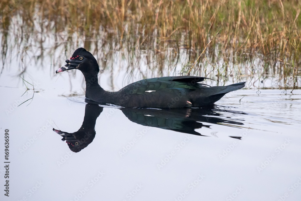 Pato-do-mato (Cairina moschata) | Muscovy Duck fotografado em Guarapari ...