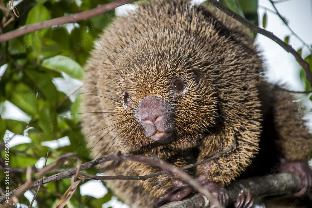 Ouriço-preto (Chaetomys subspinosus) | Bristle-spined rat fotografado ...