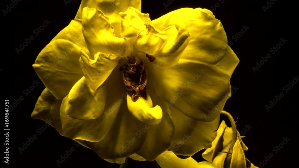 cinematic flowers Stock Video | Adobe Stock