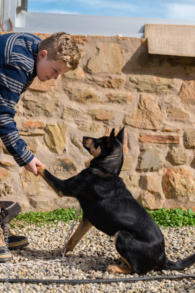 teen boy doing some basic training with dog Stock Photo | Adobe Stock