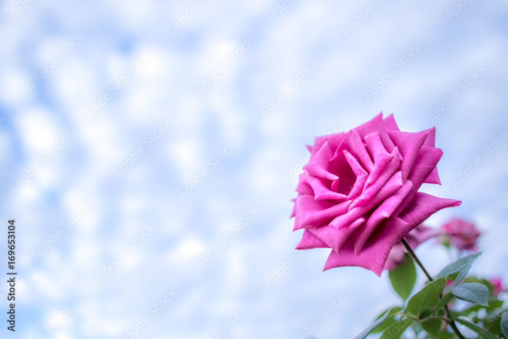 Shi-un; Hybrid Tea Rose, Pink Rose Made by Suzuki in Japan, 1984 Stock ...