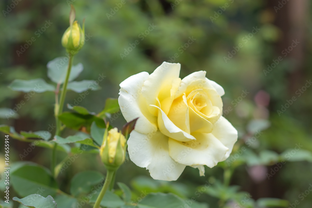 Elina; Hybrid Tea Rose, Yellow Rose Made by Dickson in UK, 1983 Stock ...