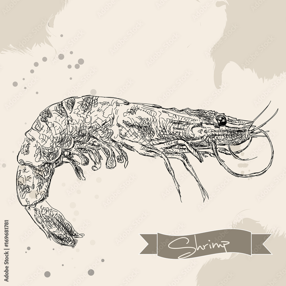 Vector vintage shrimp drawing. Hand drawn Stock Vector | Adobe Stock