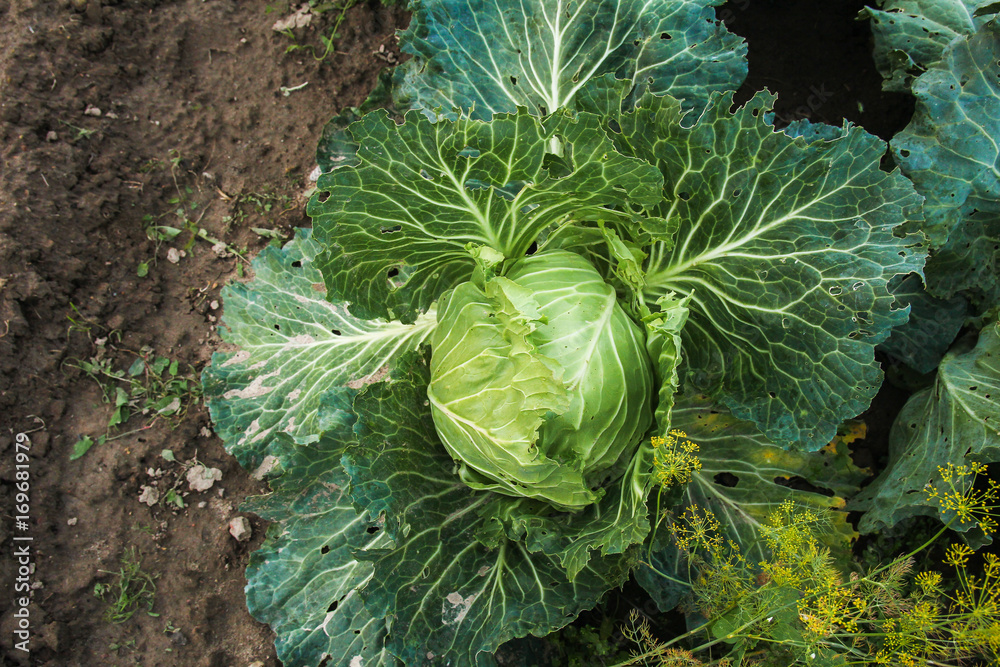 Cabbage eaten by caterpillars Plant wrecker caterpillar Stock Photo ...