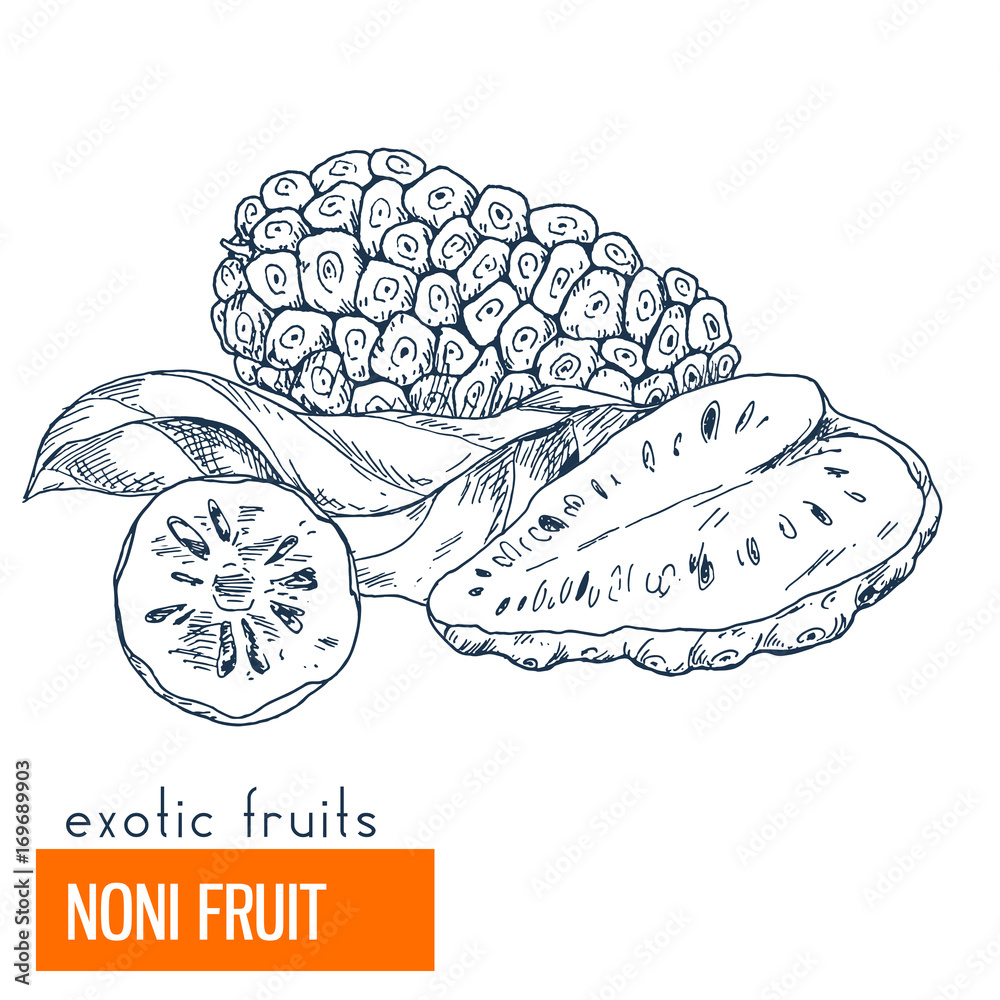 Noni. Hand drawn vector illustration Stock Vector | Adobe Stock