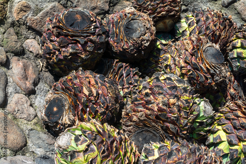 Piñas de agave para hacer el tequila. Stock Photo | Adobe Stock
