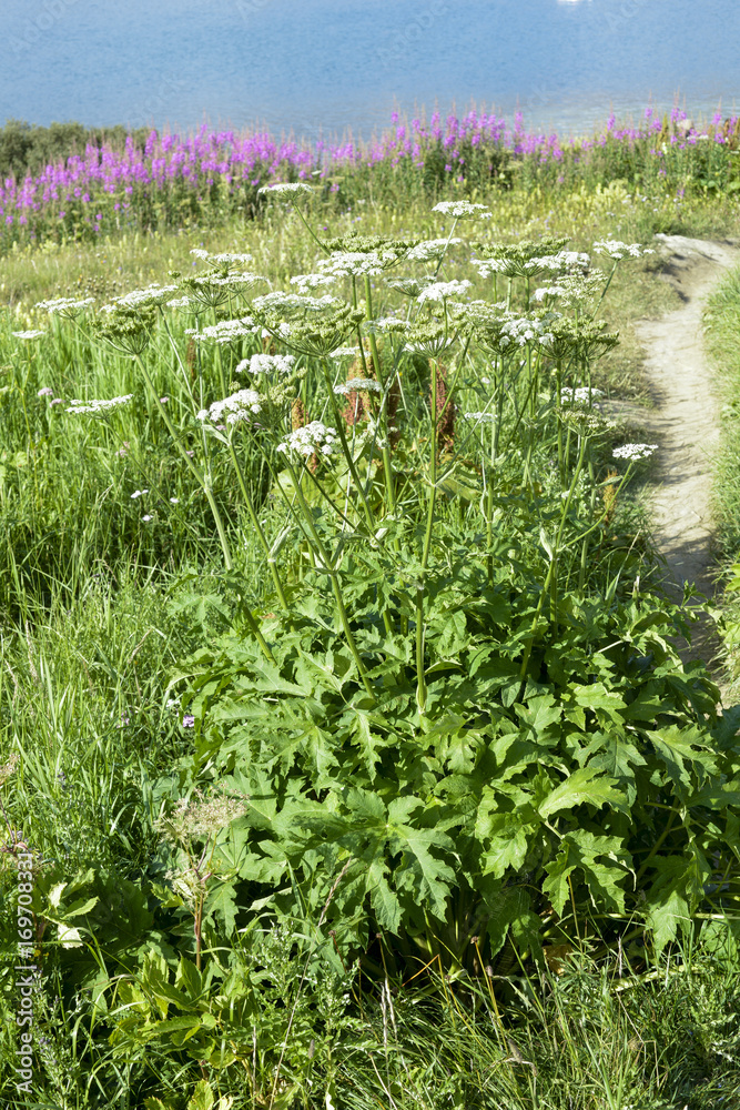 Grande Berce, Berce spondyle, Heracleum sphondylium foto de Stock ...