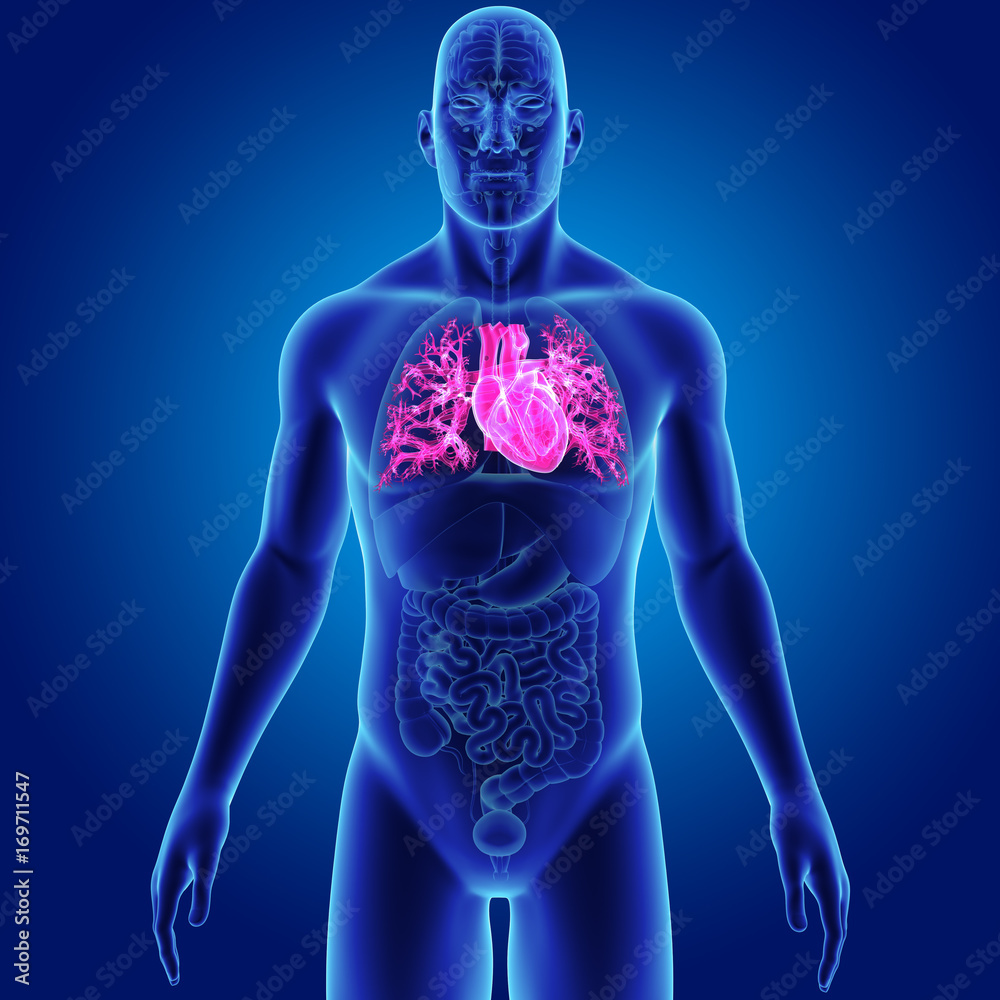 Heart with organs anterior view Stock Photo | Adobe Stock