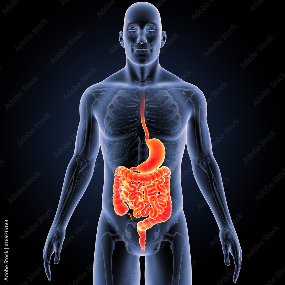 Stomach and intestine with skeleton anterior view Stock Illustration ...