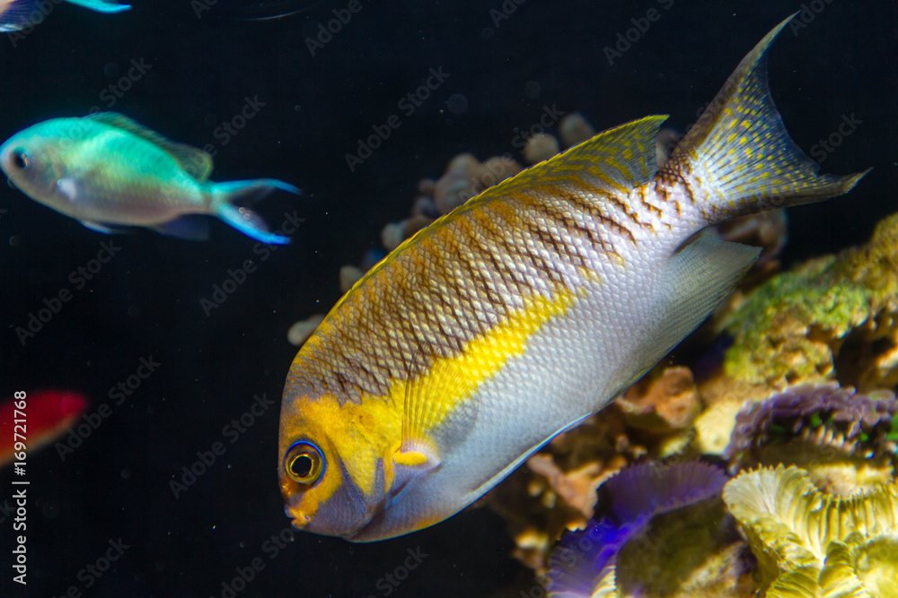 Masked Swallowtail Angelfish as known as True Japanese Swallowtail ...